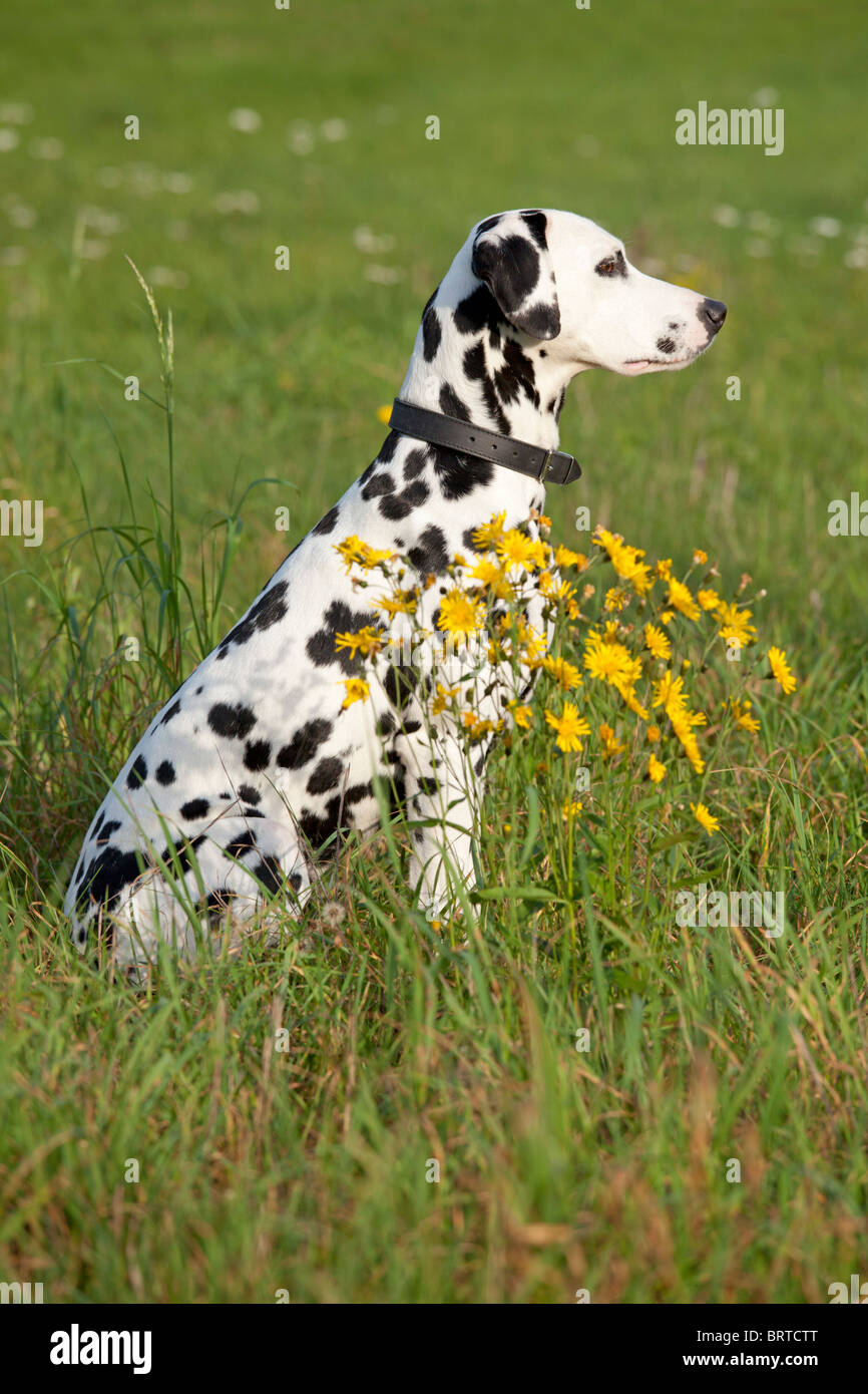 Dalmatiner sk99 191 hi-res stock photography and images - Alamy