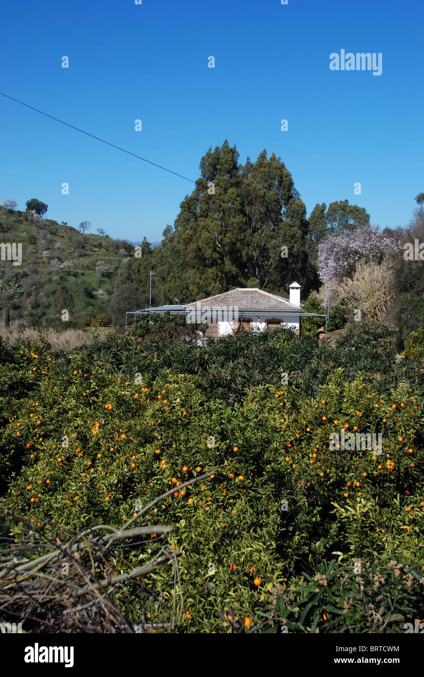 Fruit trees (orange, nispero etc.) growing around a country finca (farm ...