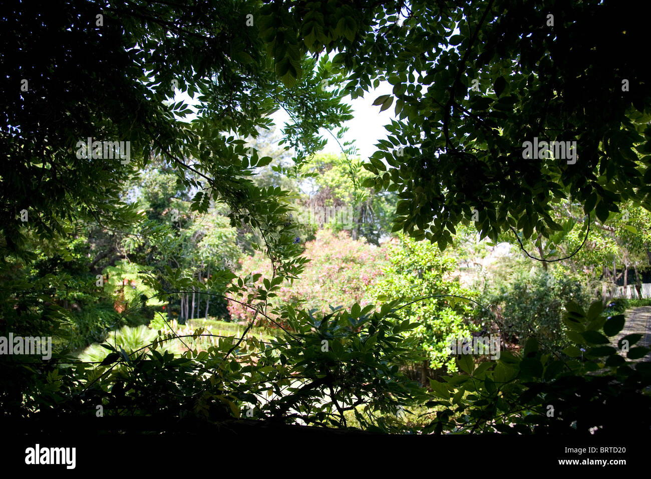 Looking through foliage Stock Photo - Alamy