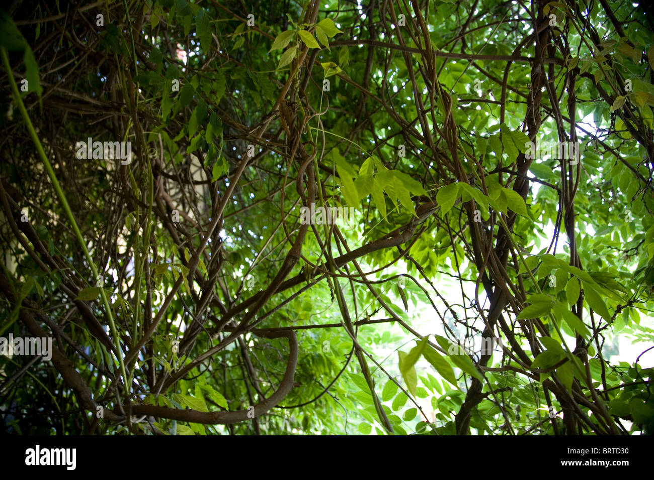 Intertwining vines hi-res stock photography and images - Alamy