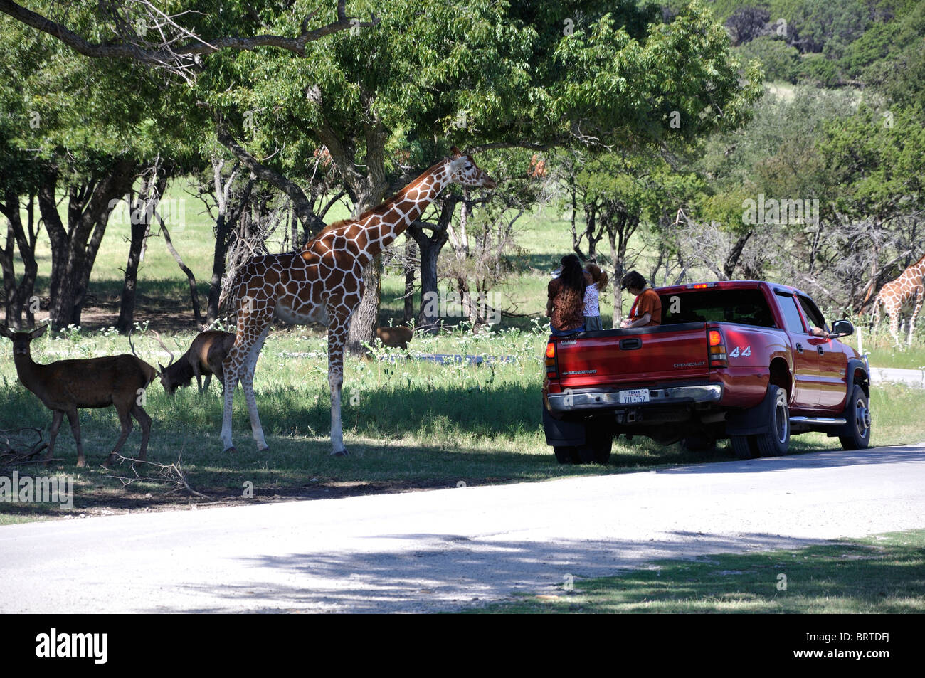 Giraffe being fed on safari in Texas, USA Stock Photo - Alamy