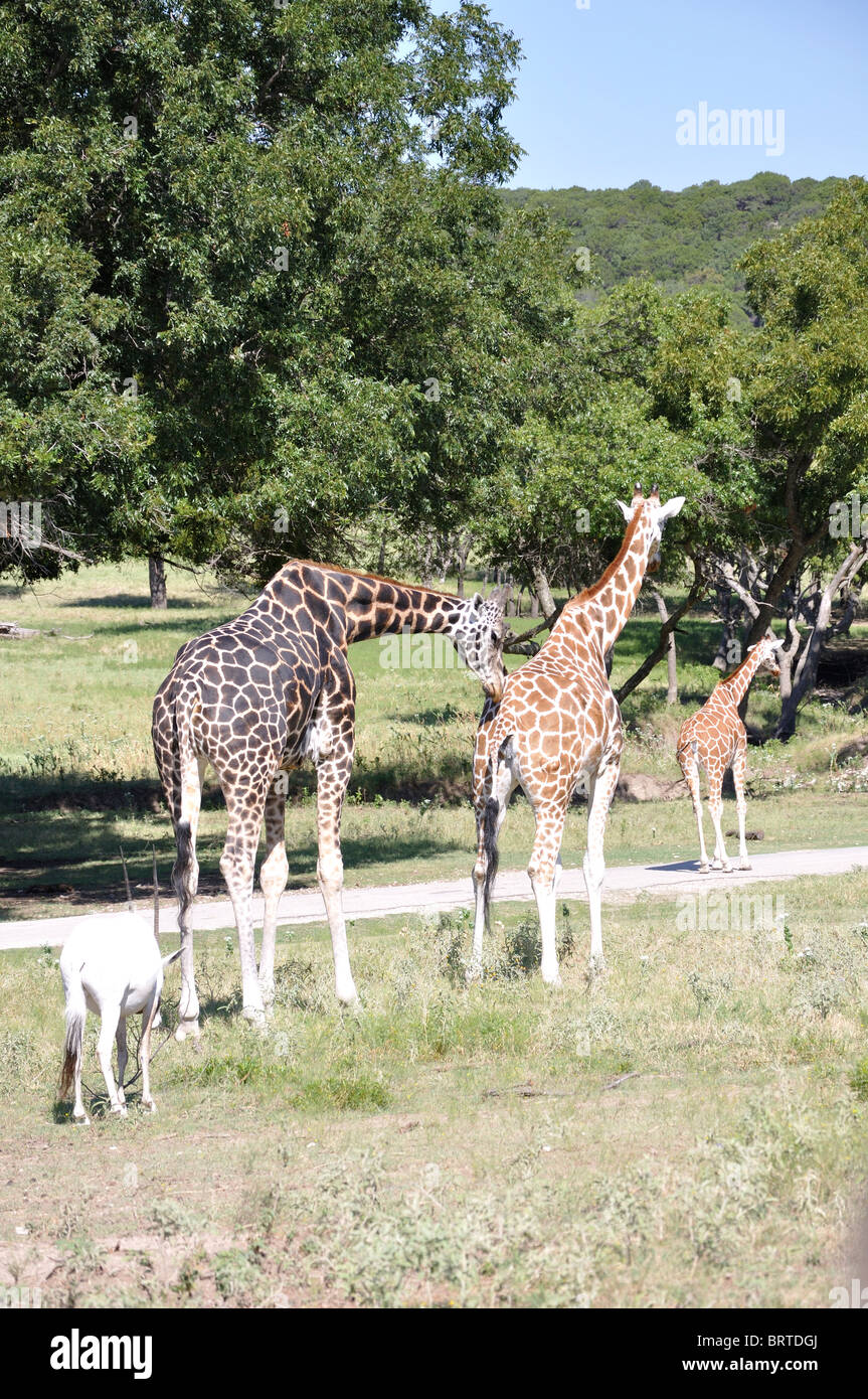 Giraffes on Texas safari Stock Photo - Alamy