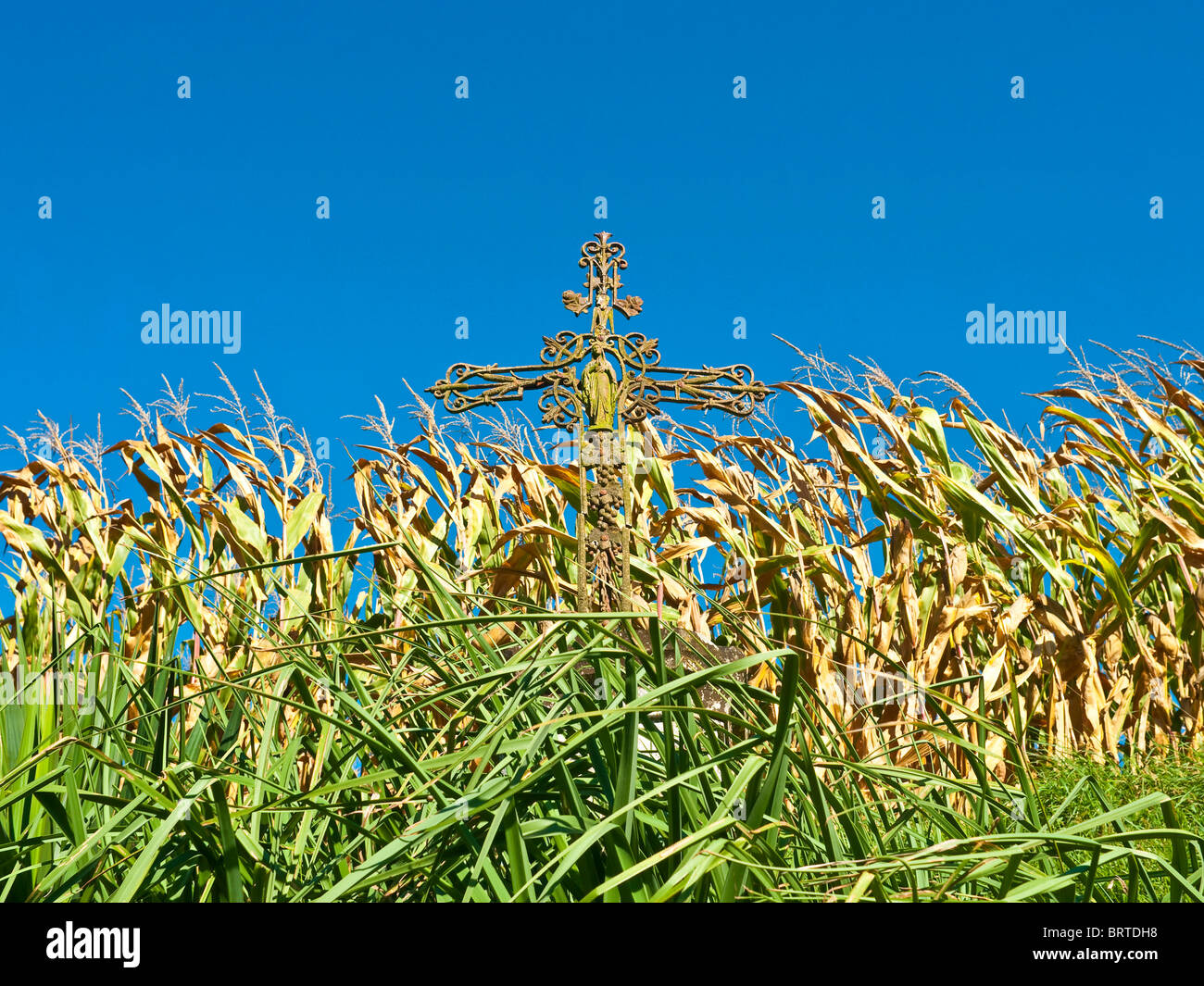 Roadside decorative wrought iron cross in front of field of maize ...