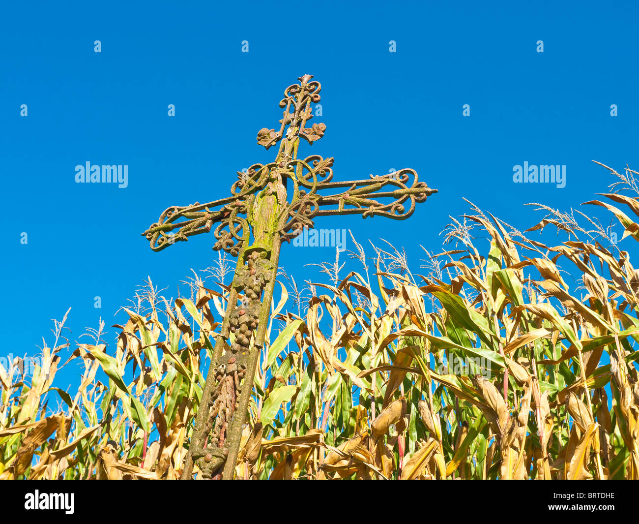 Roadside decorative wrought iron cross in front of field of maize ...