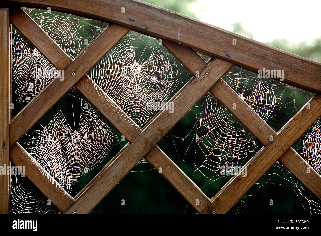 Siders cobwebs in the framework of a wooden garden fence Stock Photo ...