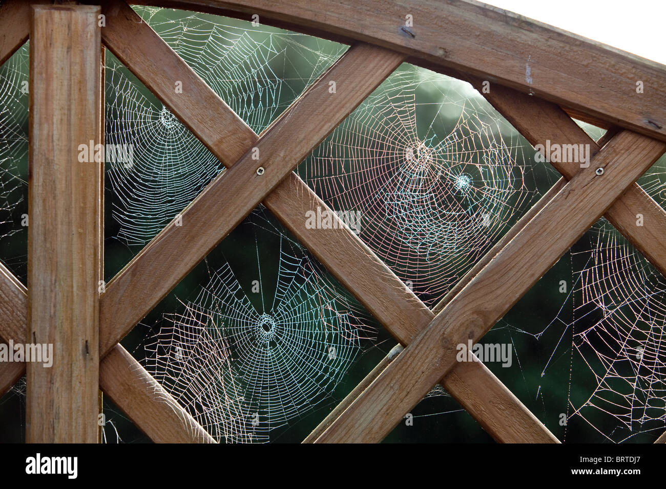 Cobweb hi-res stock photography and images - Alamy
