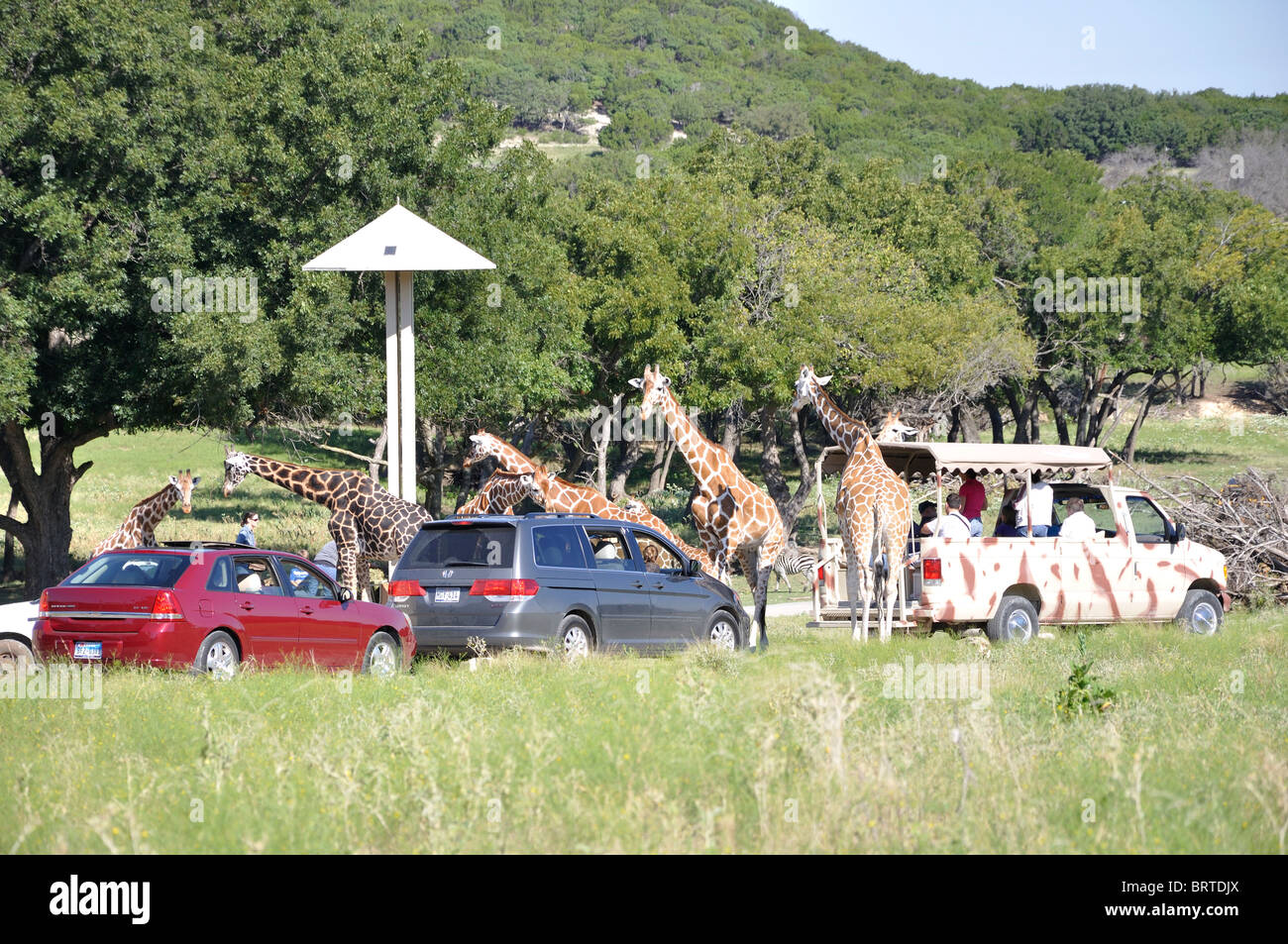 Giraffes being fed on safari in Texas, USA Stock Photo - Alamy
