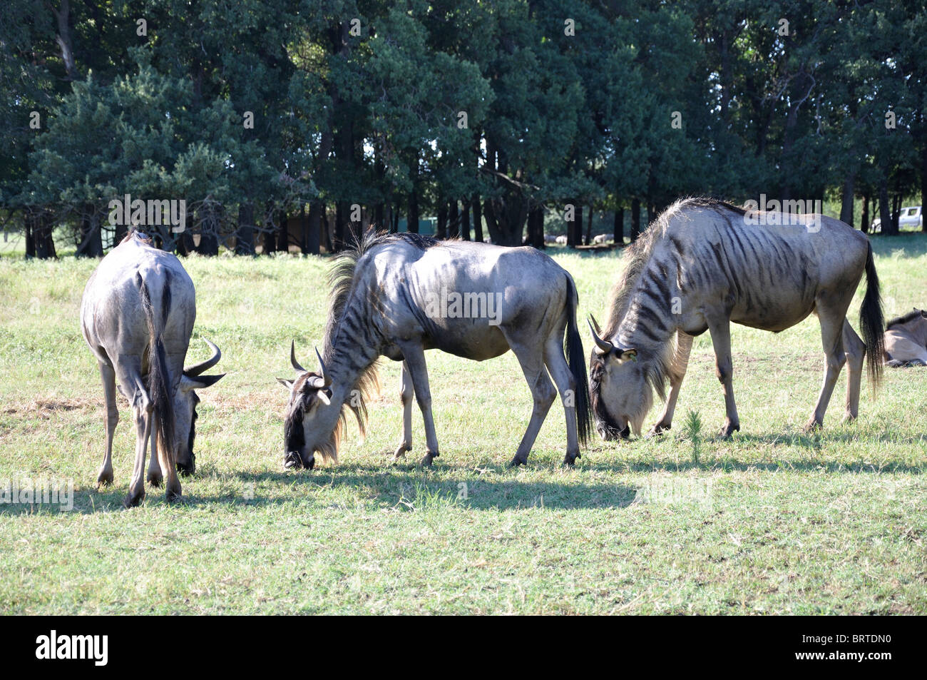 Baby wildebeests hi-res stock photography and images - Alamy