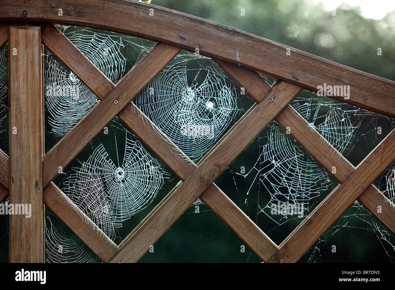 Cobwebs hi-res stock photography and images - Alamy