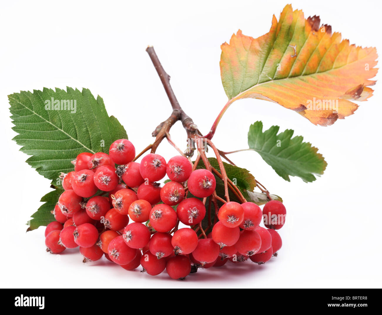 Are Rowan Berries Poisonous To Dogs