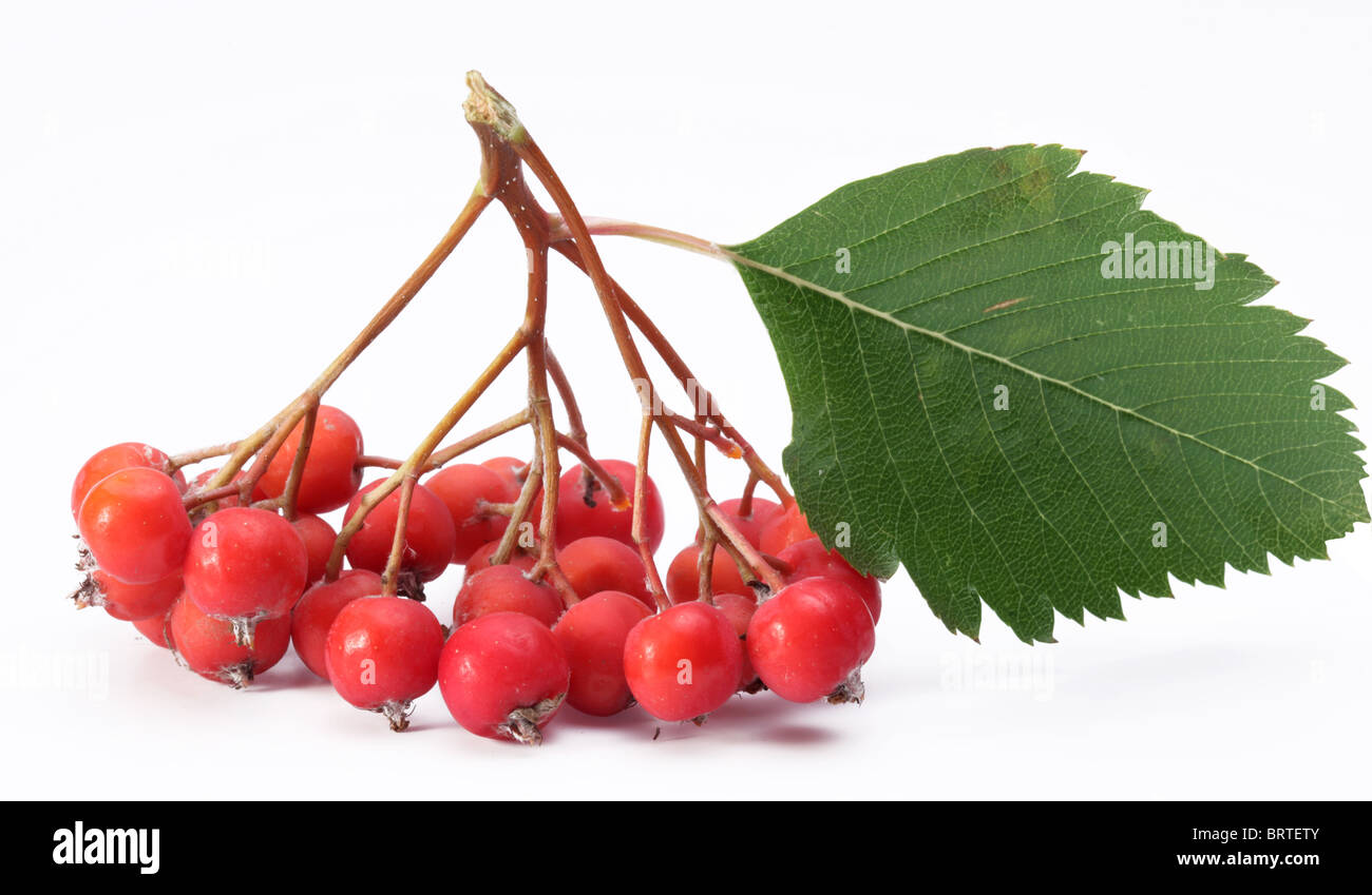Cluster of rowan berries on a white background Stock Photo - Alamy