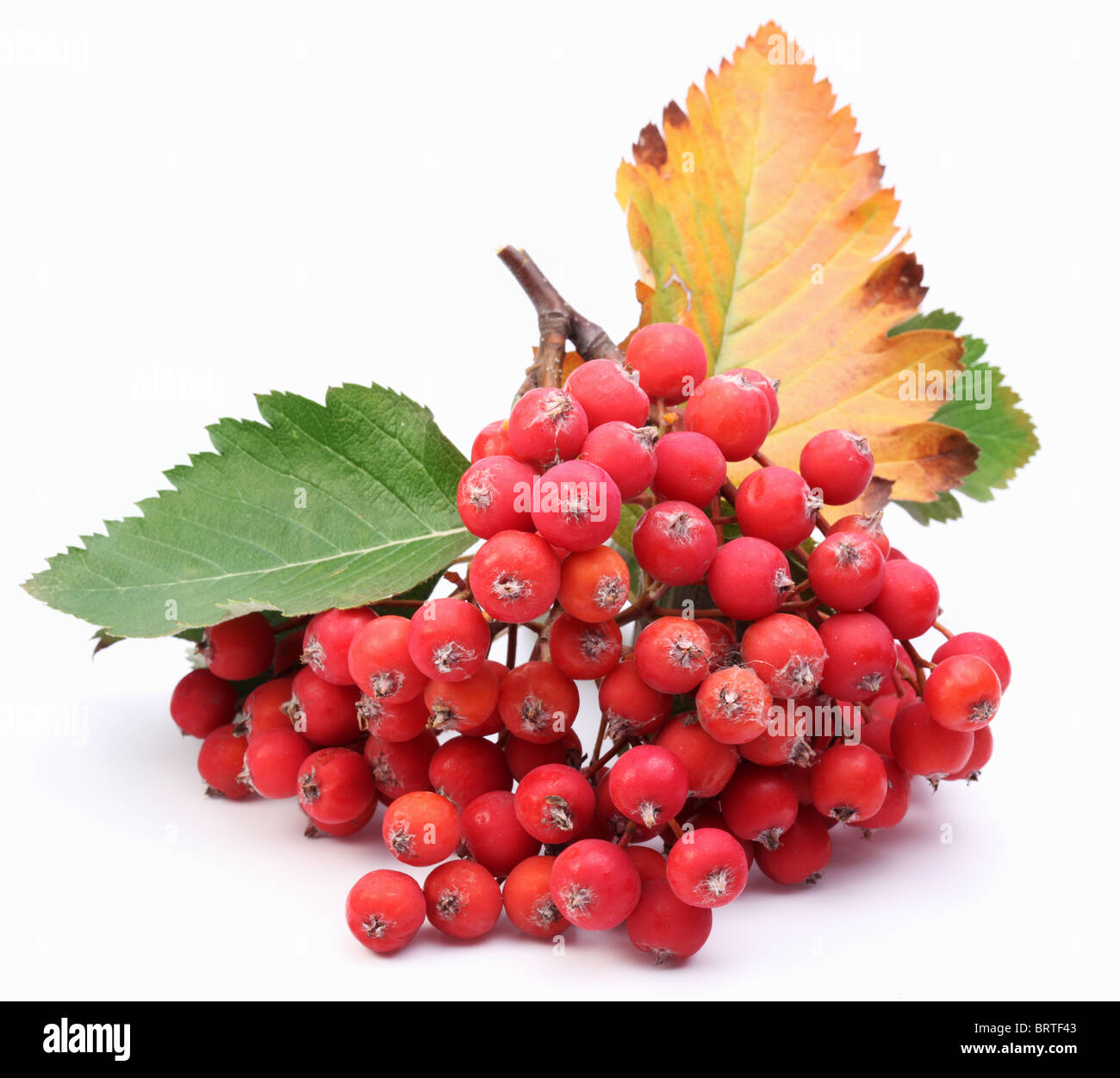 Cluster of rowan berries on a white background Stock Photo - Alamy