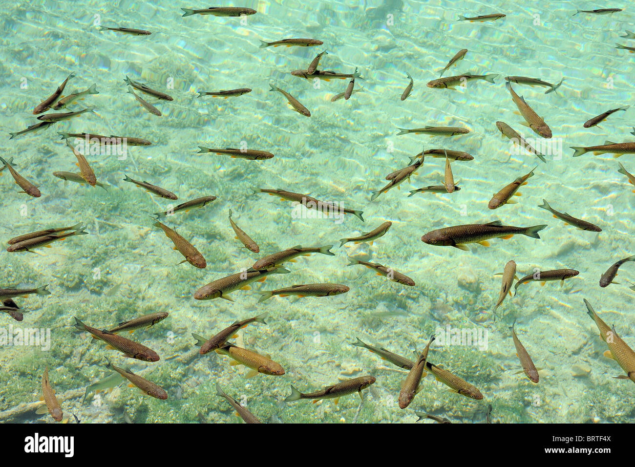 Shoal of European chub (Squalius cephalus) in clear waters of Plitvice ...
