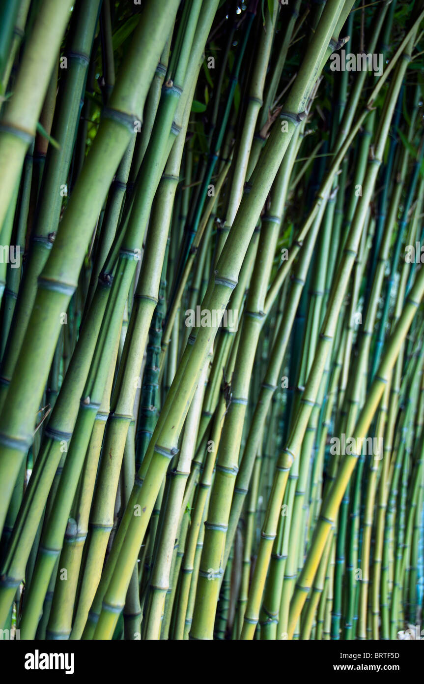 bamboo trees growing Stock Photo - Alamy