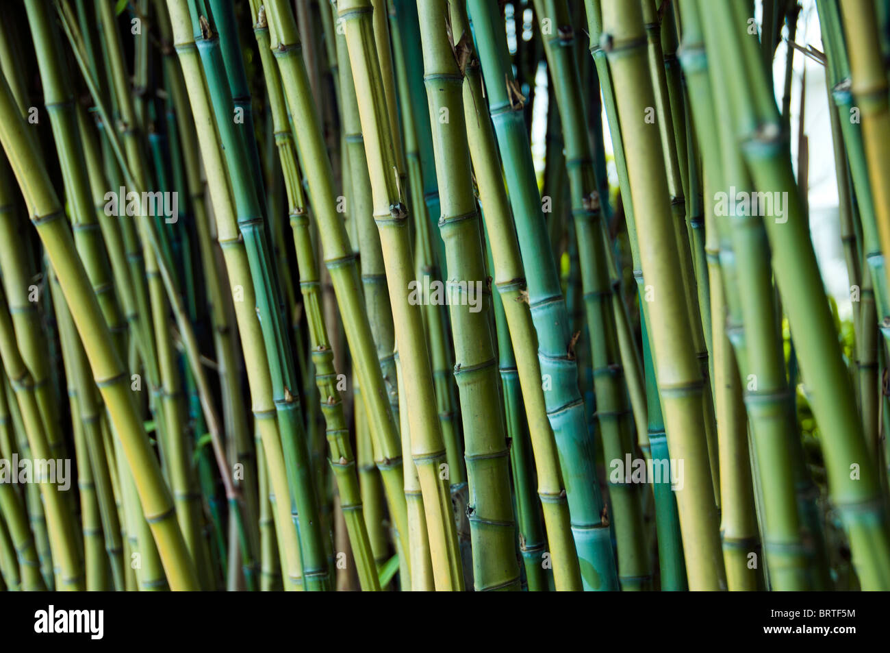 Detail of bamboo trees growing Stock Photo - Alamy