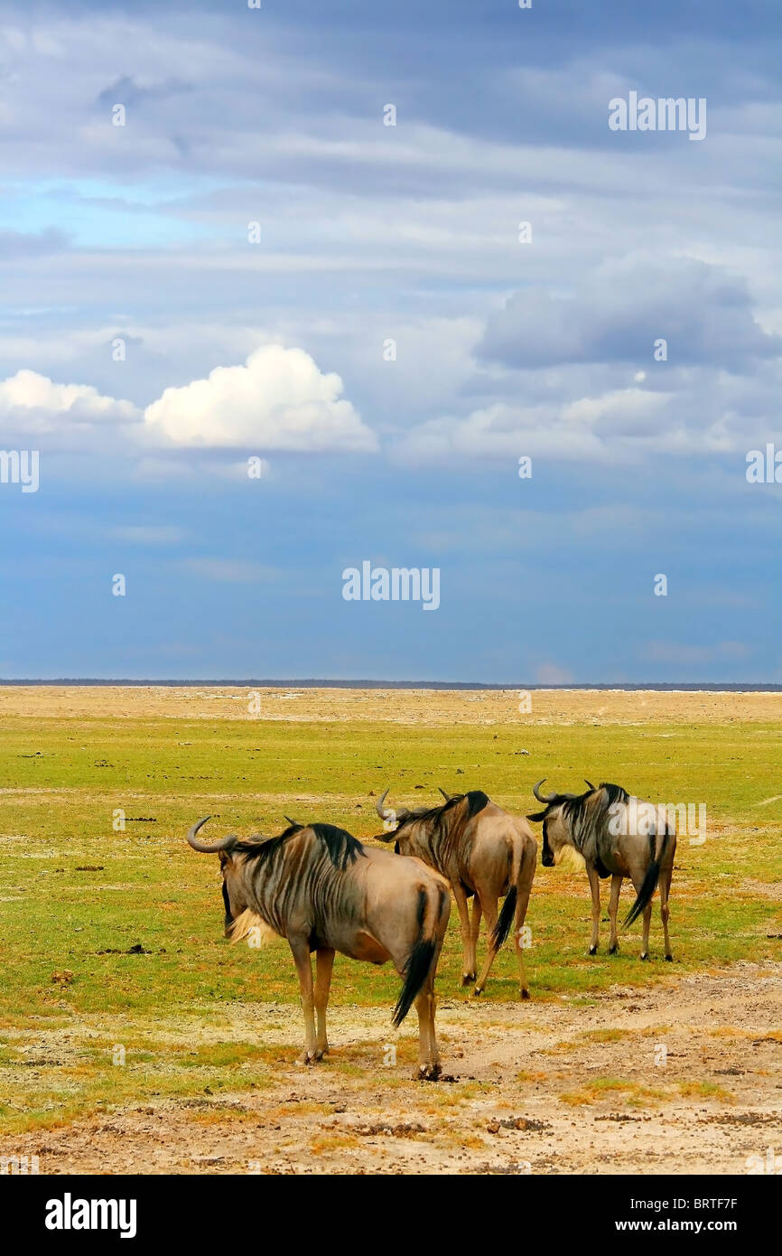 Herd of African Wildebeest grazing. Kenya. Amboseli national park Stock ...