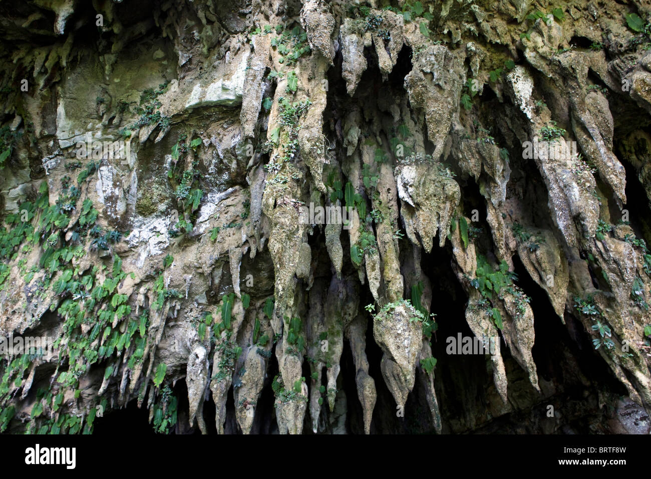 The entrance to Clearwater Cave is sen in Mulu National Park in Borneo ...