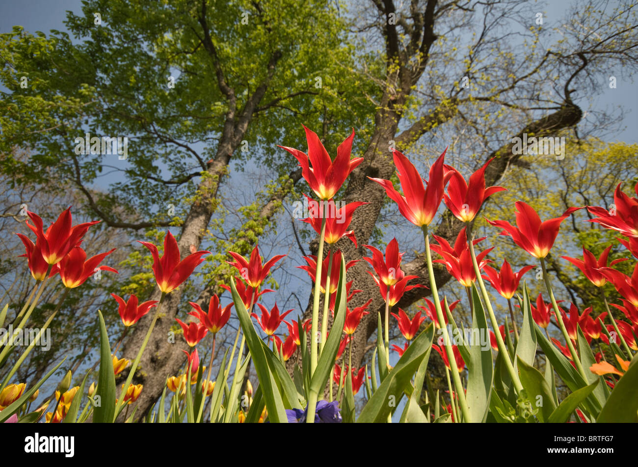 Tulip gardens hi-res stock photography and images - Alamy