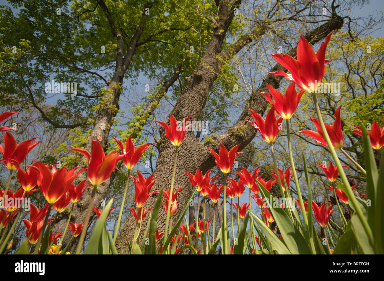 Tulip gardens in istanbul,Turkey Stock Photo - Alamy