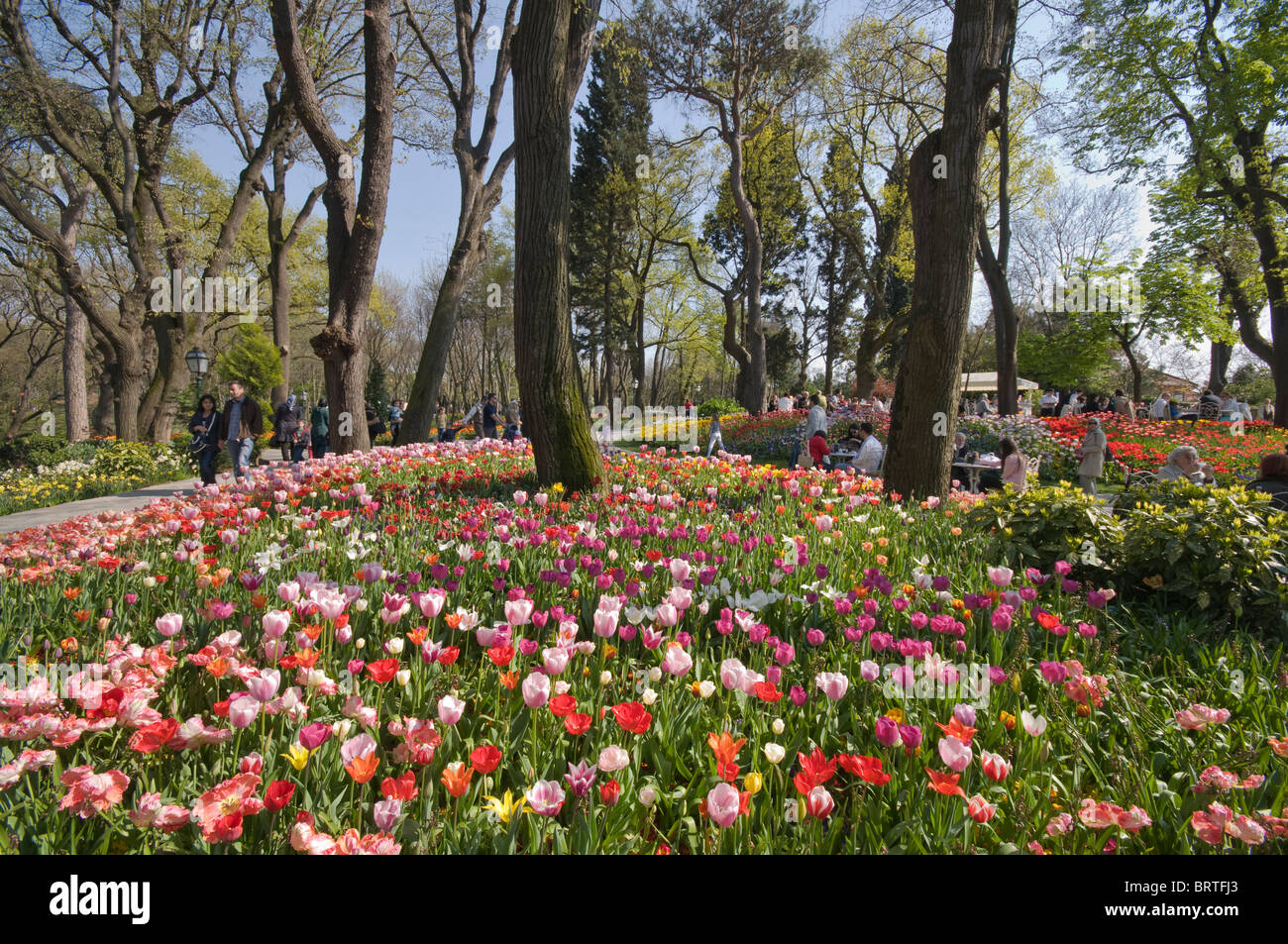 Tulip gardens in istanbul,Turkey Stock Photo - Alamy
