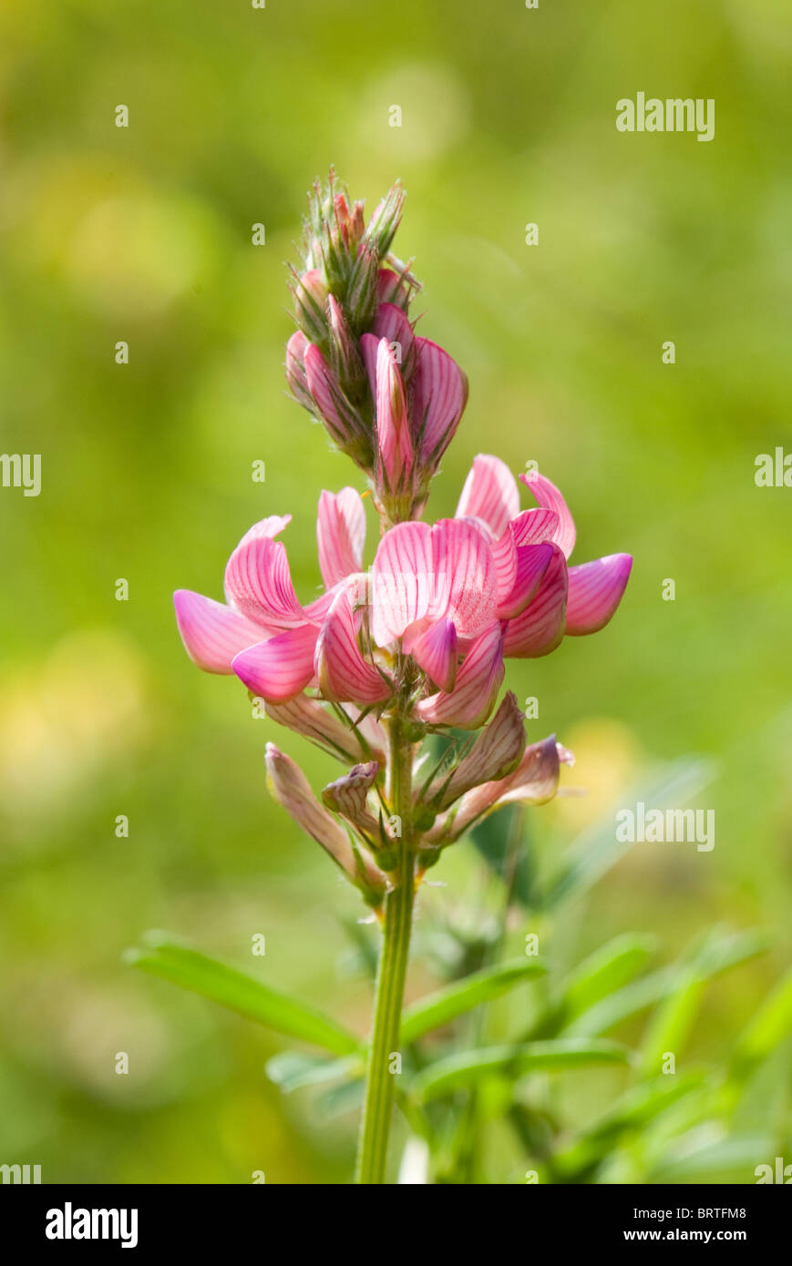 Common sainfoin hi-res stock photography and images - Alamy