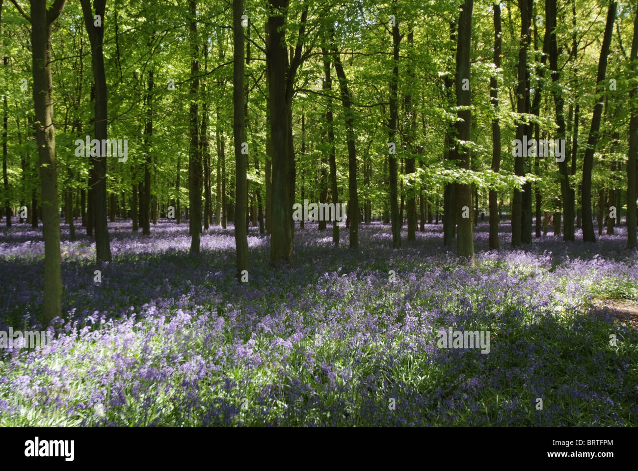 Beeches and Bluebells Stock Photo - Alamy