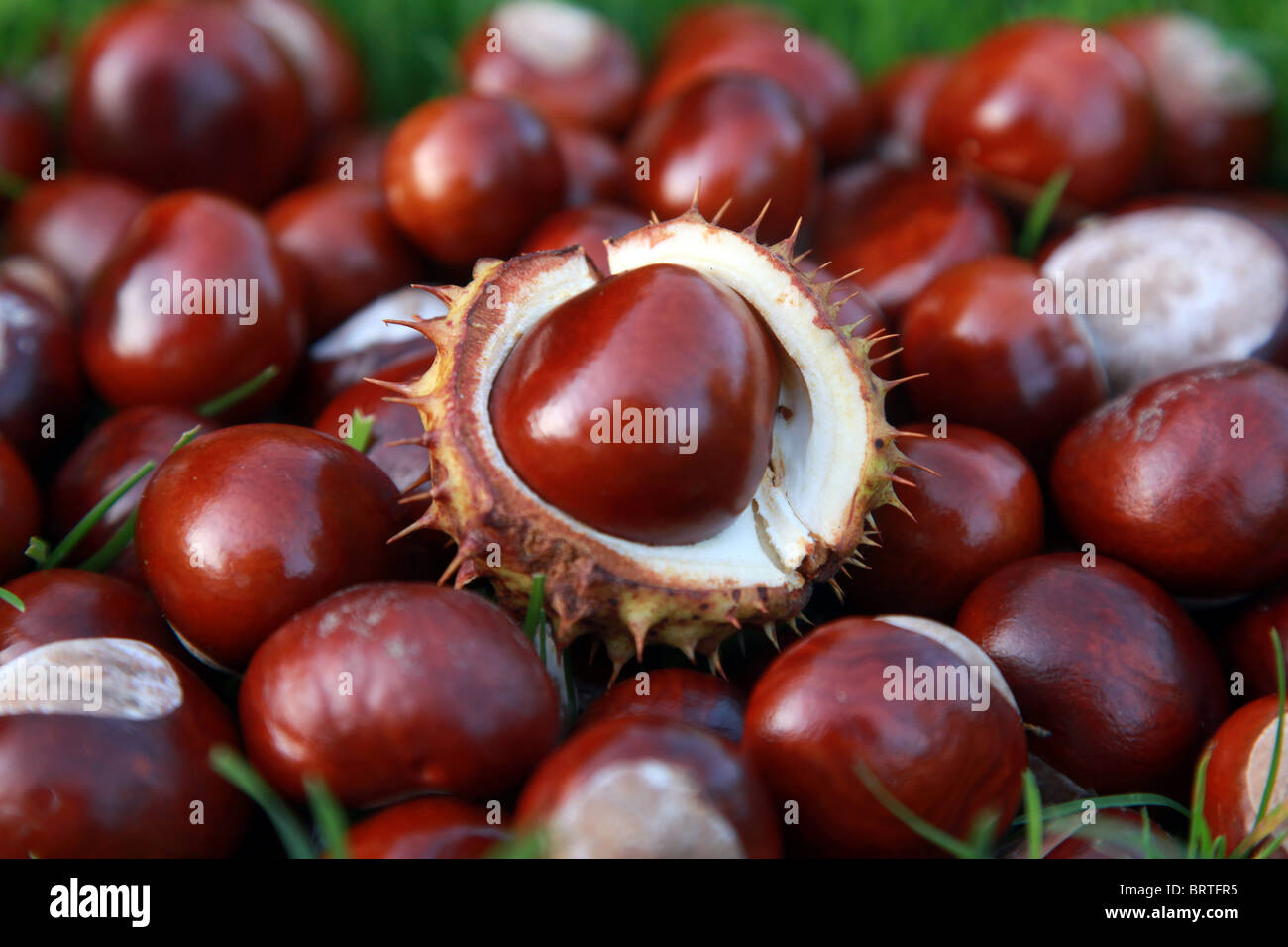 Detail picture of conkers Stock Photo - Alamy