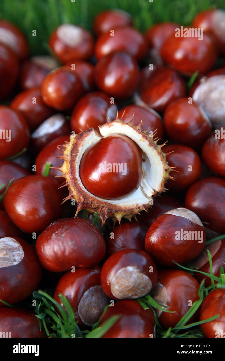 Conker hi-res stock photography and images - Alamy