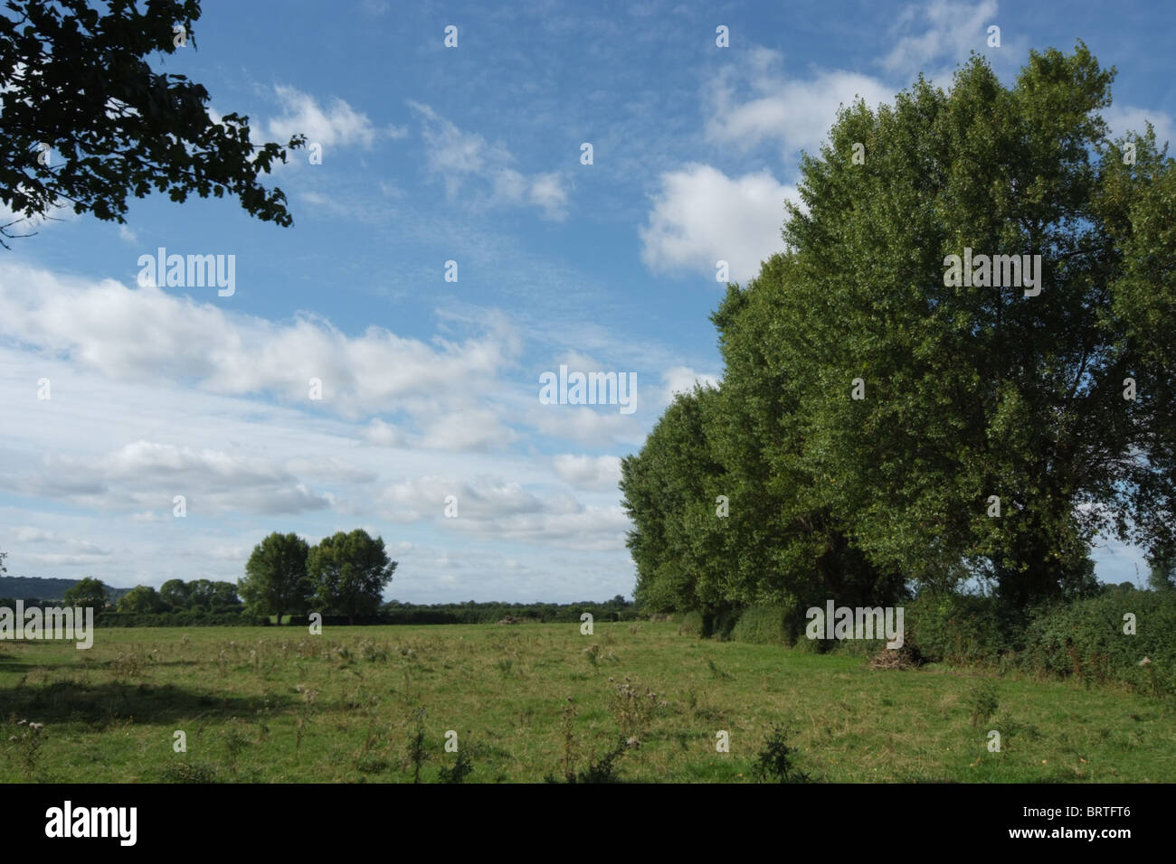 Pollard poplar hi-res stock photography and images - Alamy