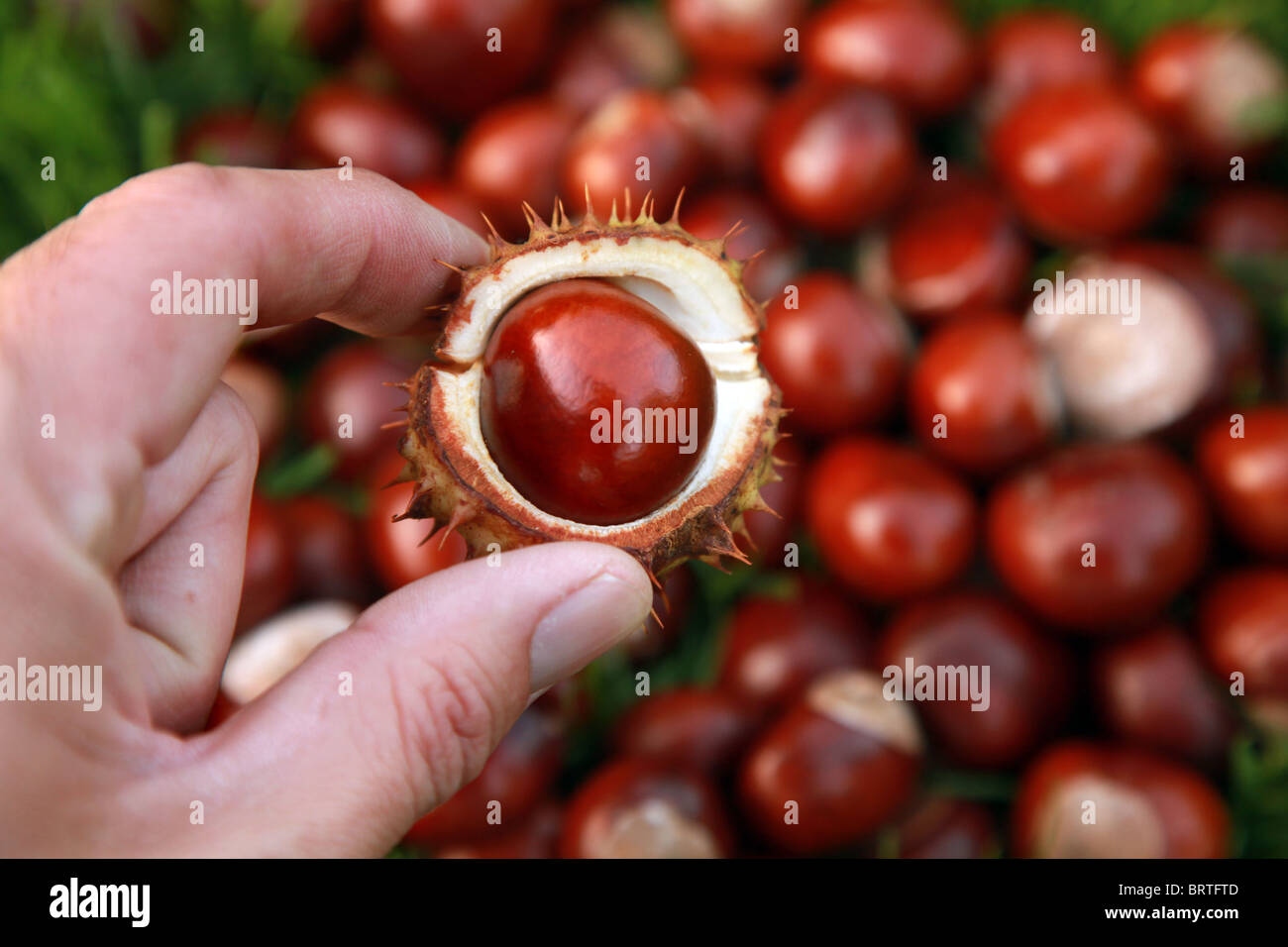 Detail picture of conkers Stock Photo - Alamy