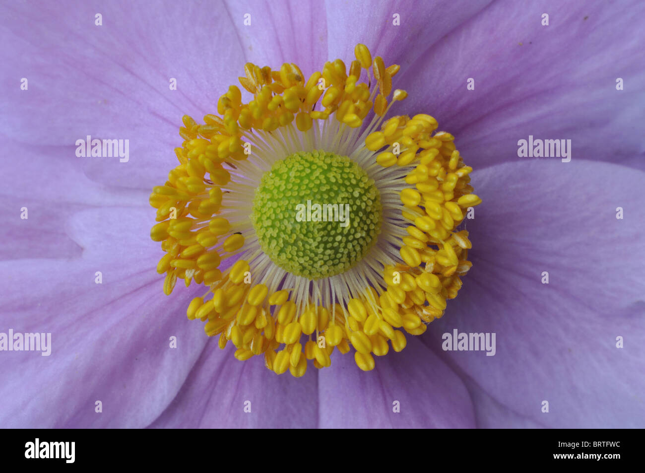 Japanese anemone flower hi-res stock photography and images - Alamy