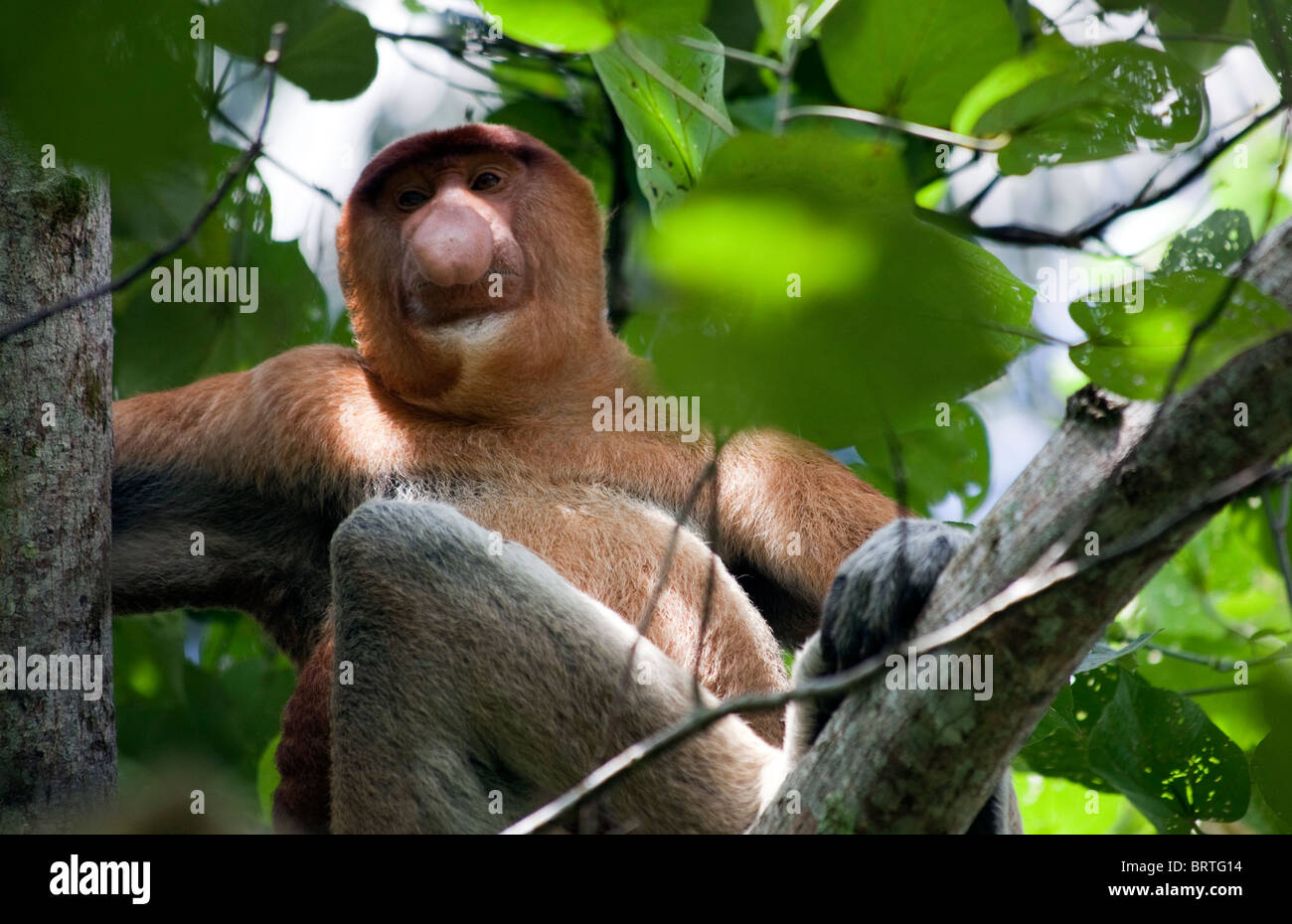 Bako national park proboscis monkey hi-res stock photography and images ...