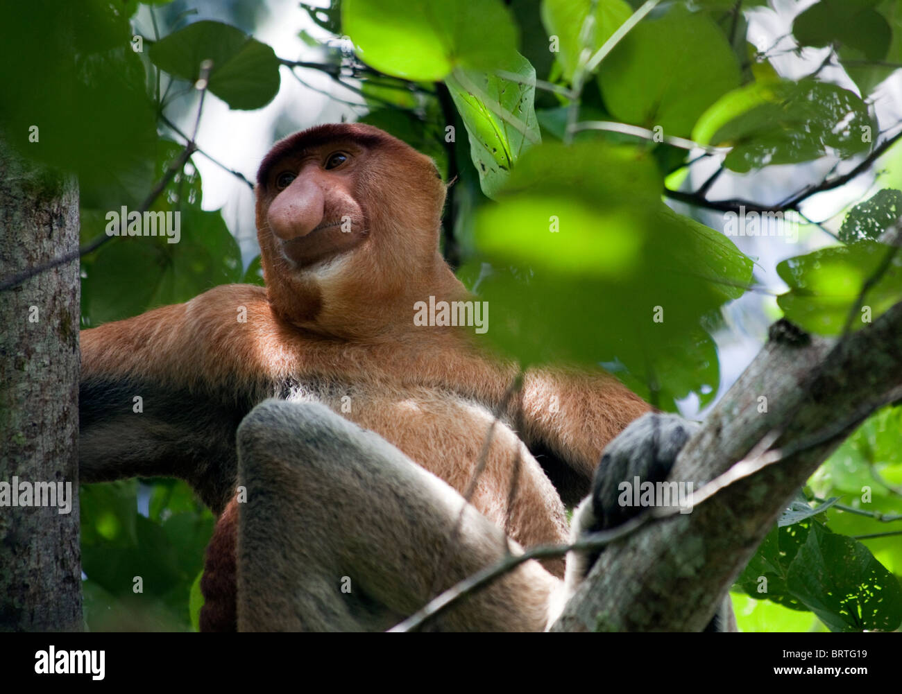 A proboscis monkey is seen in Bako National Park in Borneo, Malaysia ...