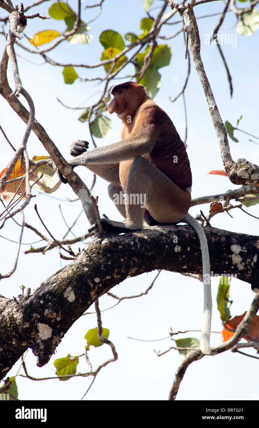 A proboscis monkey is seen in Bako National Park in Borneo, Malaysia ...