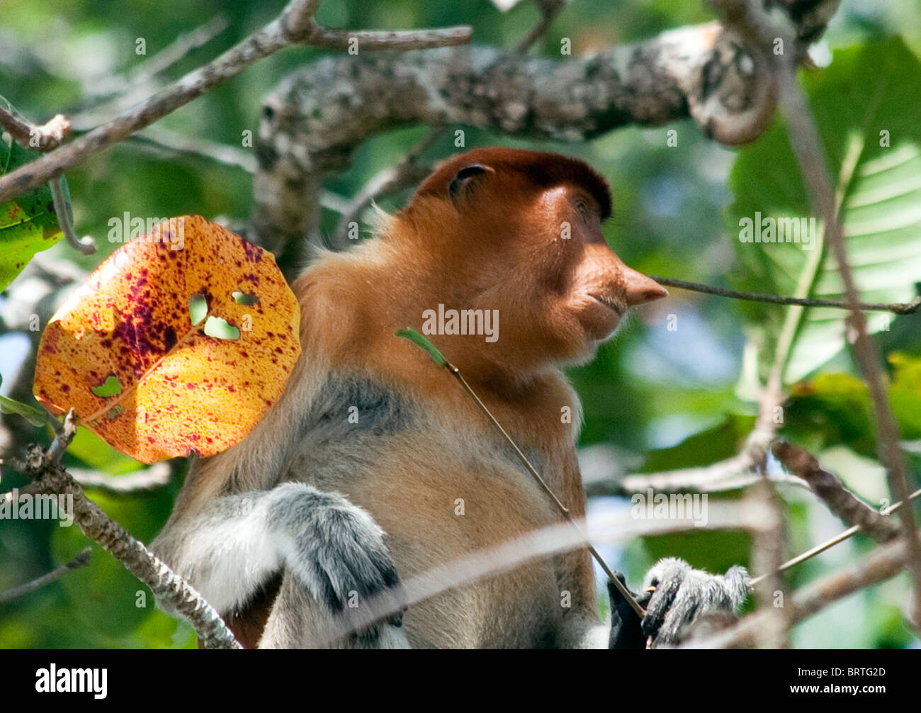 A proboscis monkey is seen in Bako National Park in Borneo, Malaysia ...