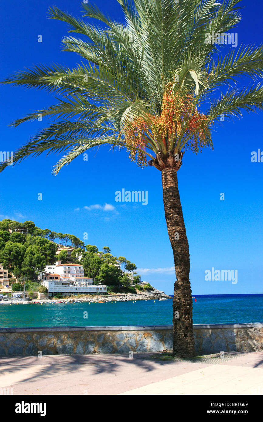 Palm Tree. Port De Soller, Mallorca, Spain Stock Photo - Alamy
