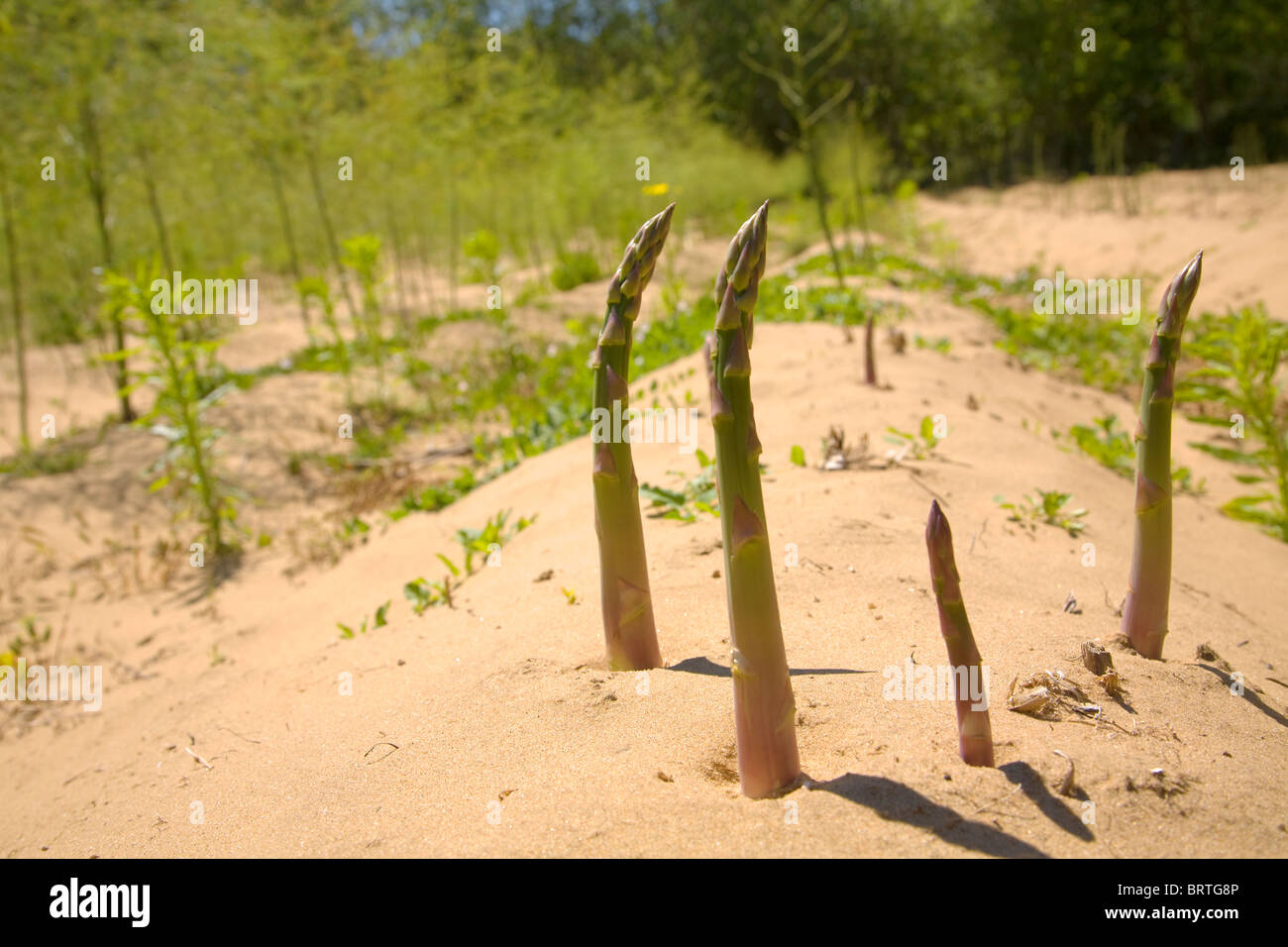 Formby forest hi-res stock photography and images - Alamy