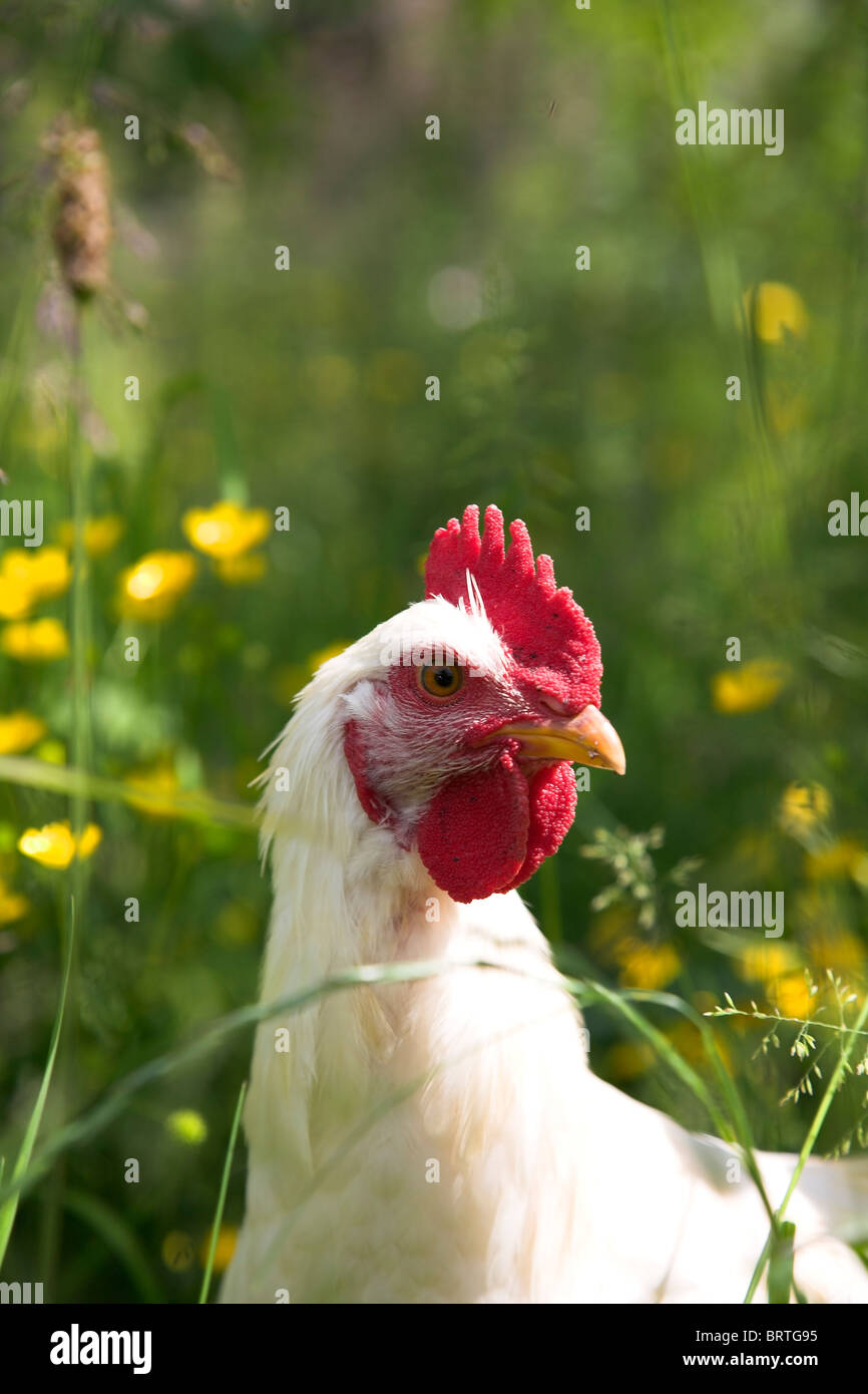 Free Range Poultry Stock Photo Alamy