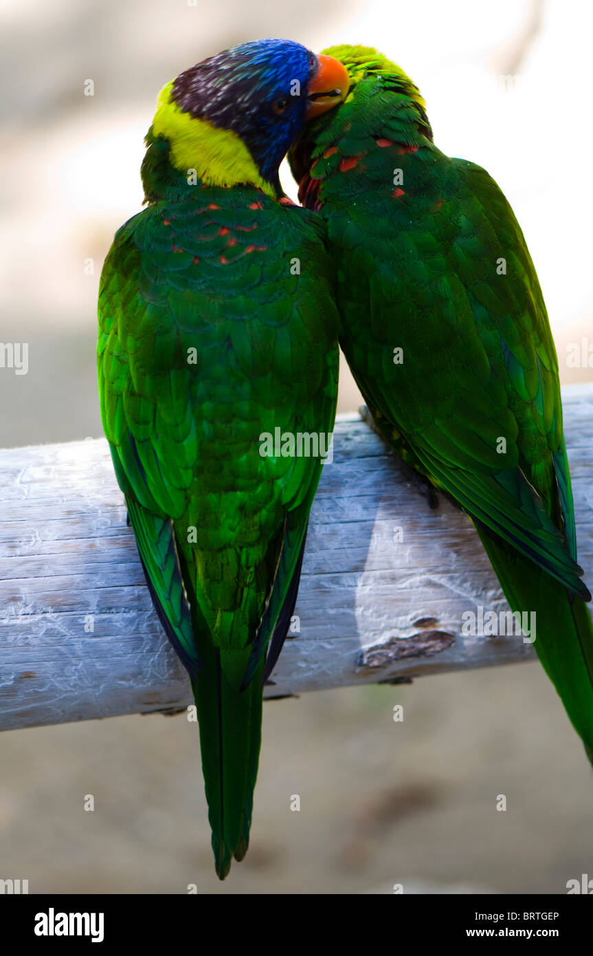 Parrots kissing hi-res stock photography and images - Alamy