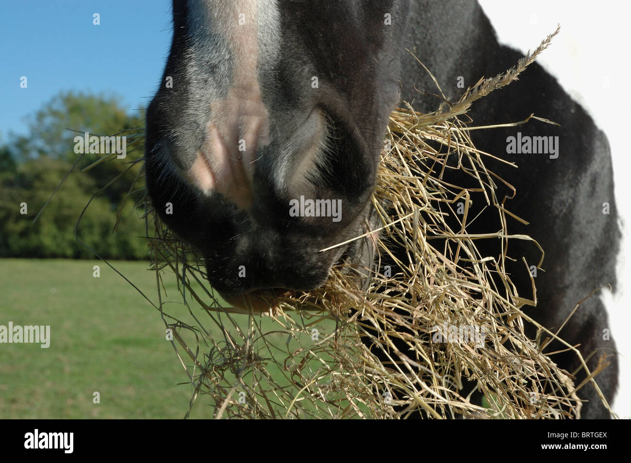 Horse eating hay Stock Photo - Alamy
