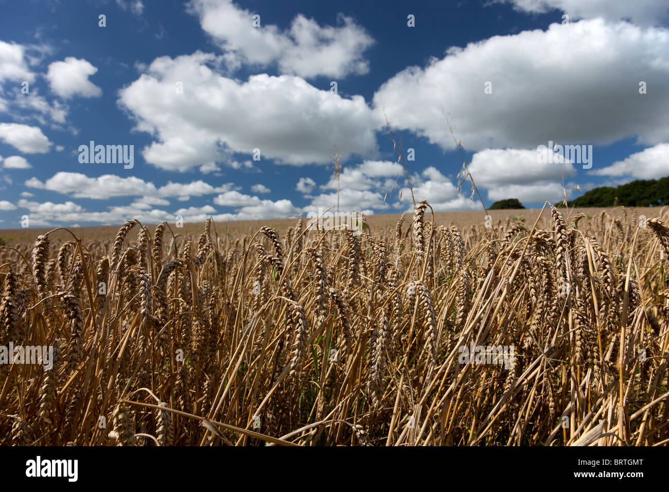 Wheat crop hi-res stock photography and images - Alamy
