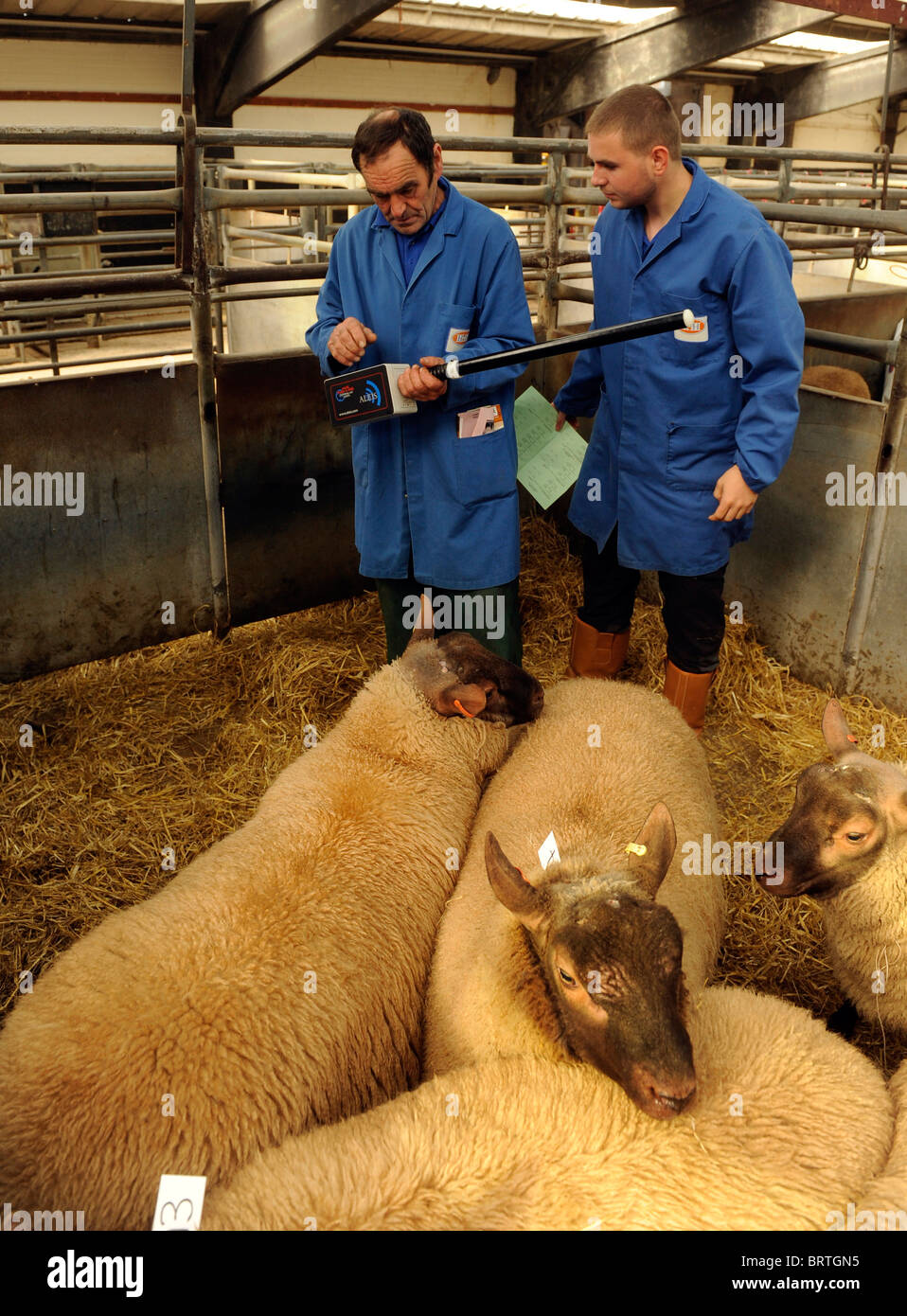 Ear tag device hi-res stock photography and images - Alamy