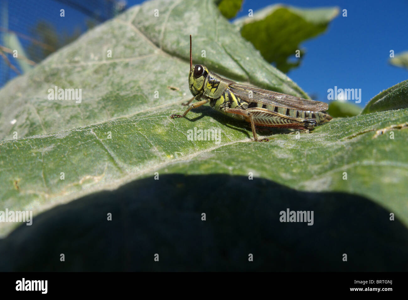 Melanoplus femurrubrum also known as the redlegged grasshopper Stock ...