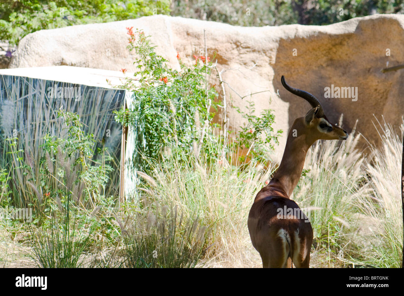 Blackbuck Antilope Cervicapra Stock Photo - Alamy