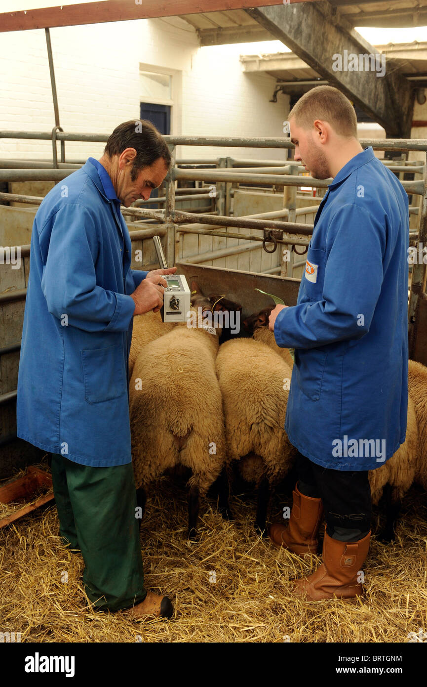 Sheep with Electronic Identification EID tags having ear ID tags read ...