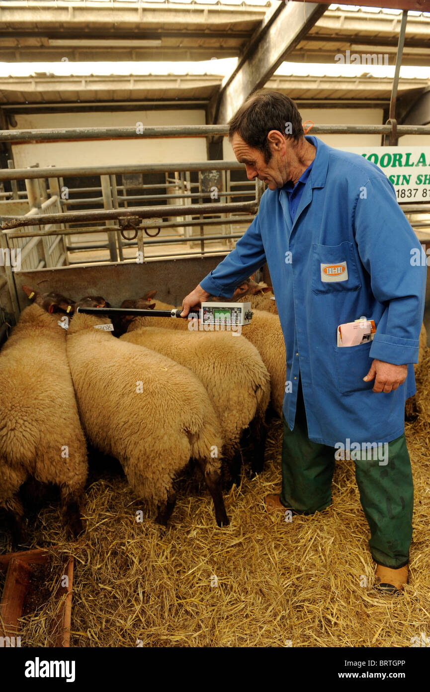 Sheep with Electronic Identification EID tags having ear ID tags read ...