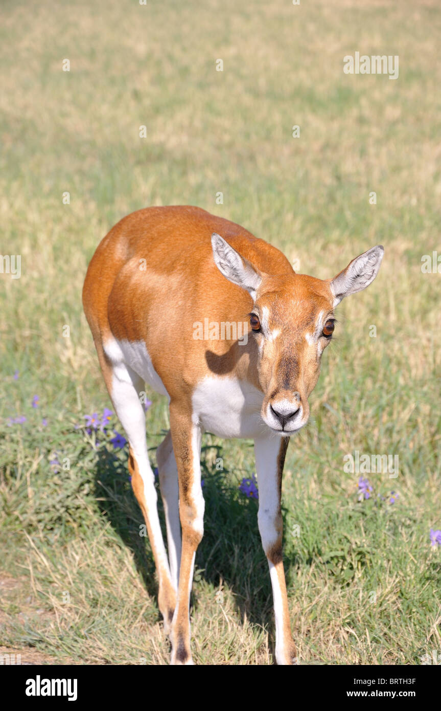 Blackbuck (Antilope cervicapra), aka Krishna Mrigam Stock Photo - Alamy