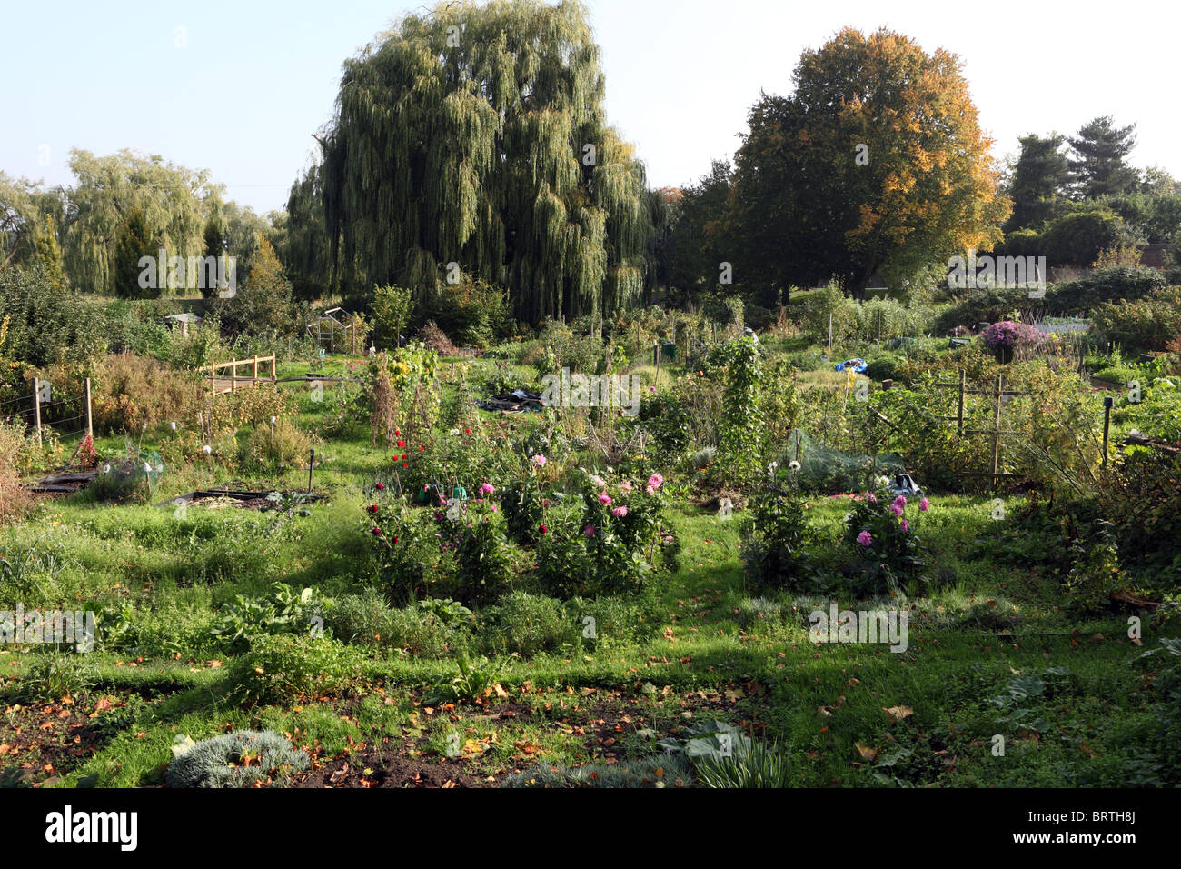 Gardening allotments hi-res stock photography and images - Alamy