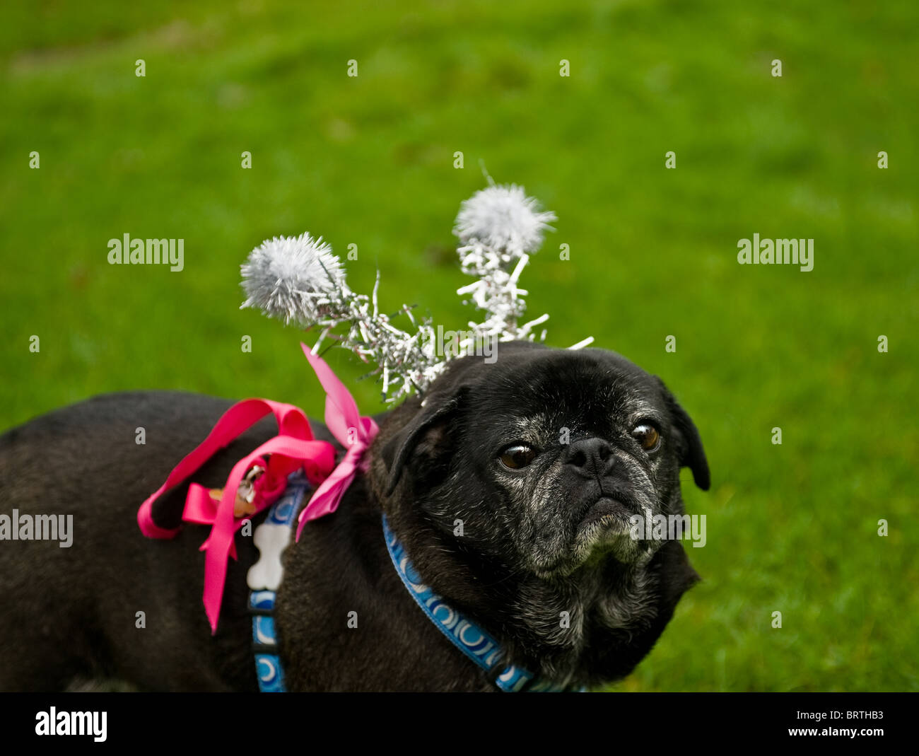 Fed up dog hi-res stock photography and images - Alamy