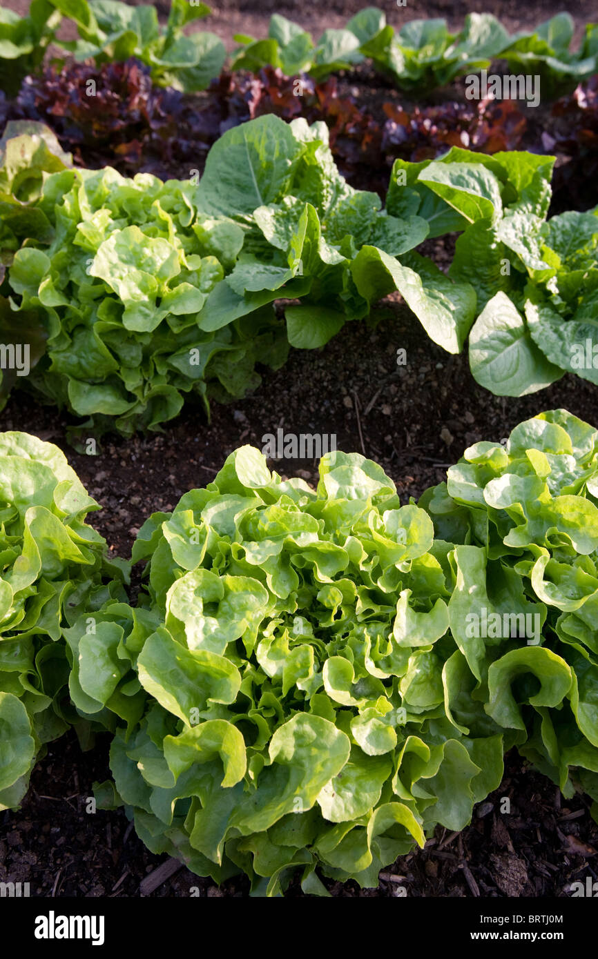organic garden bio biologic sprouts growing greens leafy leaves gardens ...